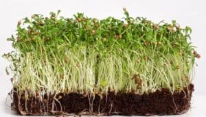 Micro Herbs 101: Growing, Using, And Most Popular Varieties