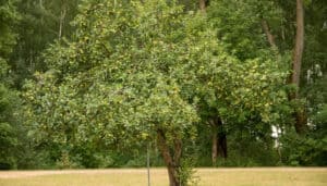 18 Best Trees for Climbing (No Matter How Old You Are!)