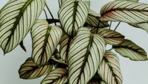 Top 10 MOST Rare Calathea Plants With [Pictures of Each]