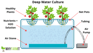 Deep Water Culture | DWC Hydroponics Simplified
