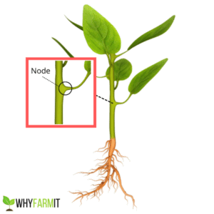 Propagation 'Success' Stations: 5 Best Designs + Rooting FAQ