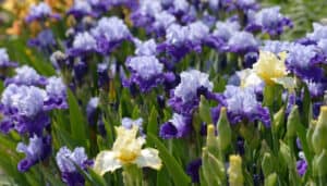 24 Popular French Flowers That Are Easy To Grow at Home