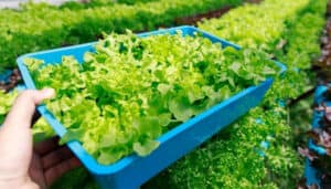 Hydroponics TDS Level | Why It Matters & How To Adjust