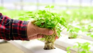 Learn How You Can Grow Cilantro Hydroponically - Easy Guide