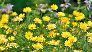 22 Best Plants and Flowers for Growing in Zone 8 Gardens