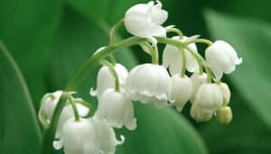 Russian Flowers: 21 Iconic Plants To Add to Your Landscape