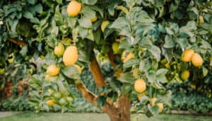 Evergreen Fruit Trees: Best Options & Things To Consider