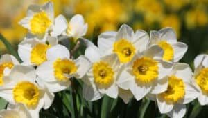 Daffodils Drooping? Don't Panic! 7 Common Causes + Solutions