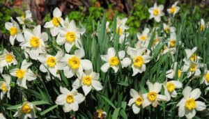 25 Traditional Italian Flowers To Add to Your Garden
