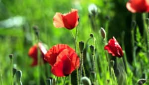 24 Popular French Flowers That Are Easy To Grow at Home - WhyFarmIt.com