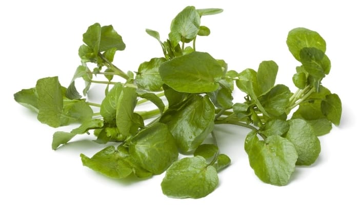 Watercress Seeds Where To Buy Best Varieties How To Grow Watercress Seeds Where To Buy Best Varieties How To Grow
