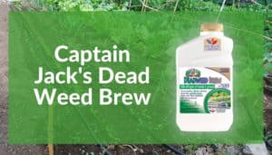 Captain Jack's Dead Weed Brew: Guide To Using Effectively