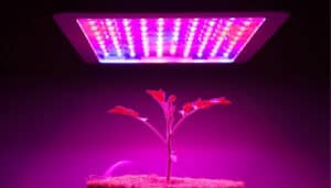5000K vs. 6500K for Plants - Which One Should You Use?