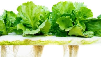 Algae in Hydroponics: Types, Causes, Effects, Treating & More