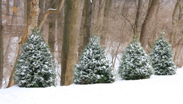Trees That Do Not Lose Their Leaves: 6 Popular Evergreens