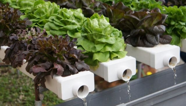 Brown Roots in Hydroponics: 7 Causes (& Solutions for Each) - WhyFarmIt.com
