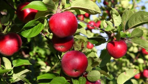 15 Best Apple Trees for Attracting Deer + Planting Guide