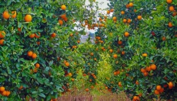8 Best Orange Trees for Houston + 7 Other Citrus Options