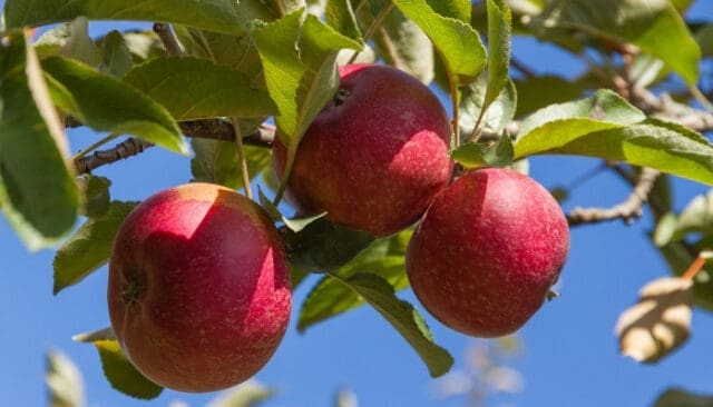 15 Best Apple Trees for Attracting Deer + Planting Guide