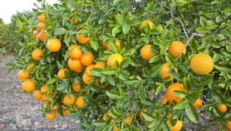 8 Best Orange Trees for Houston + 7 Other Citrus Options