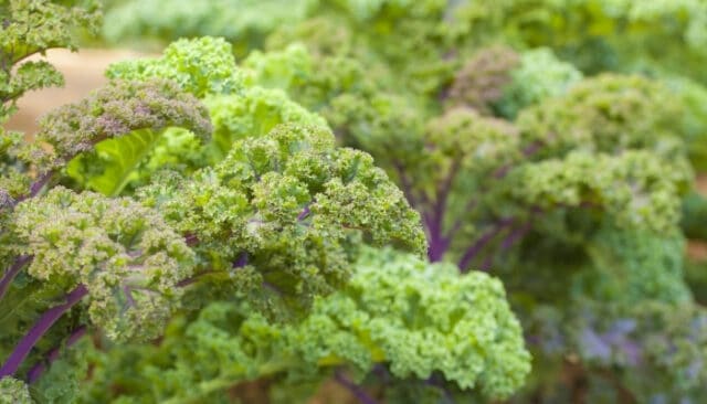 Hydroponic Kale - What You Need To Know To Succeed