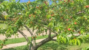 Trees Under 10 Feet Tall: List of 20 Low-Maintenance Options