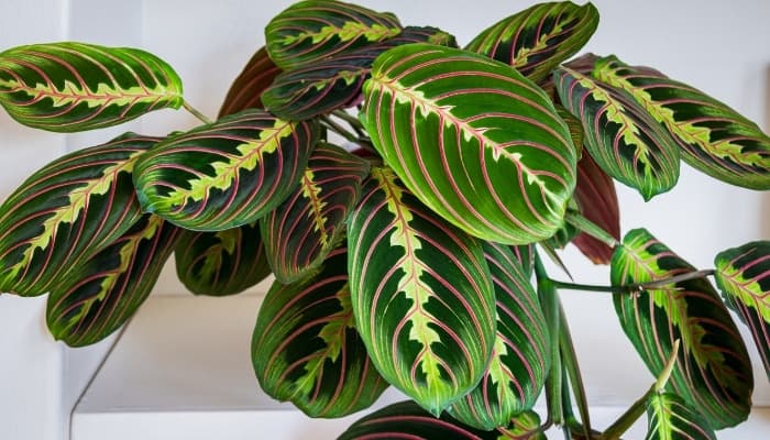 Prayer Plant Dying 12 Common Reasons What You Should Do
