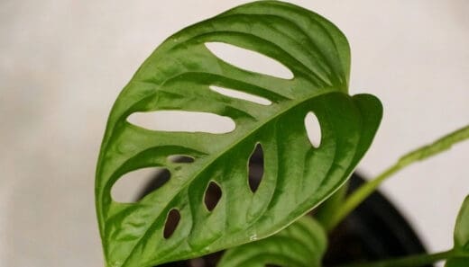 22 Rare & Unusual Monstera Plants To Add to Your Wishlist