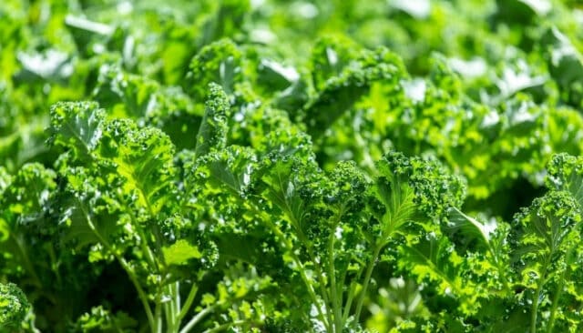 Hydroponic Kale - What You Need To Know To Succeed