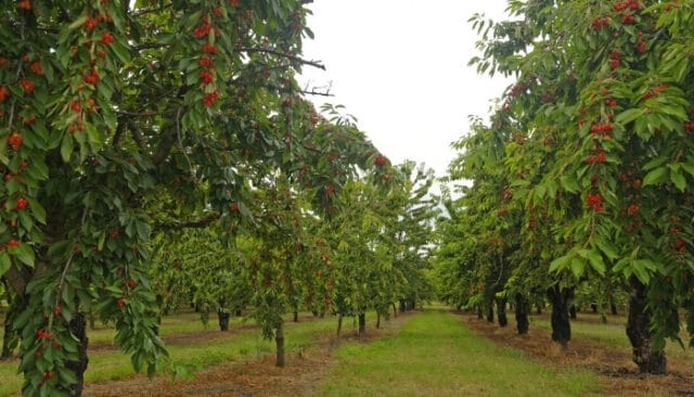 Are All Cherry Trees Edible? (Yes and No) + Best Types To Try