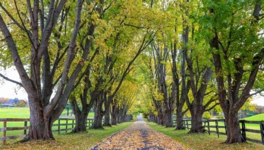 Best Trees for Lining Your Driveway: 20 Top Picks + Images