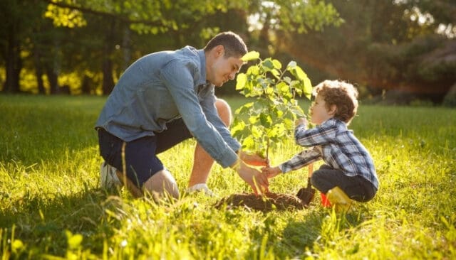 Shallow Root Trees: Top 12 To Consider for Your Landscape