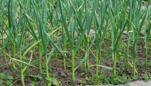12 Best Ginger Companion Plants + Easy Planting Guide