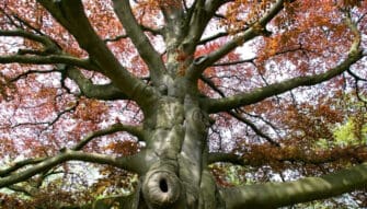 Smooth Bark Trees | 12 Types and How To Identify Them