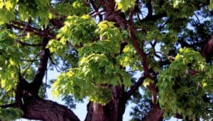 Trees With Shaggy Bark: 12 Examples & Identification Guide