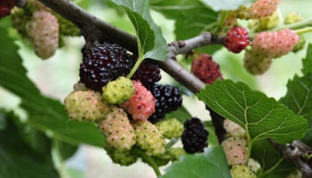 Best Fruit Trees for Virginia: 15 That Are Sure To Thrive