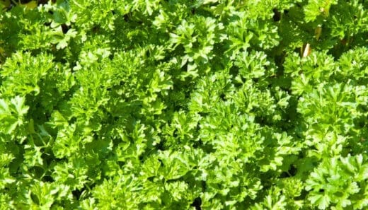 35 Best Trap Crops for Pest Control and How To Use Them