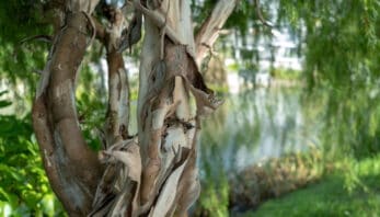 Trees With Shaggy Bark: 12 Examples & Identification Guide