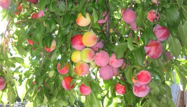 Best Fruit Trees for Virginia: 15 That Are Sure To Thrive