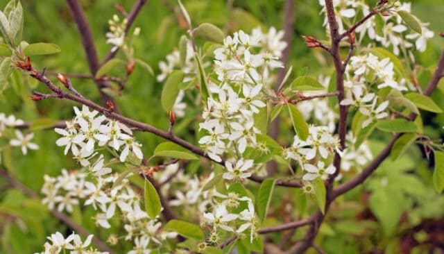 Best Fruit Trees for Virginia: 15 That Are Sure To Thrive