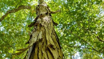 Trees With Shaggy Bark: 12 Examples & Identification Guide