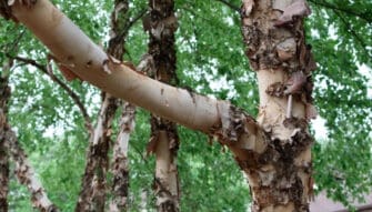 Trees With Shaggy Bark: 12 Examples & Identification Guide