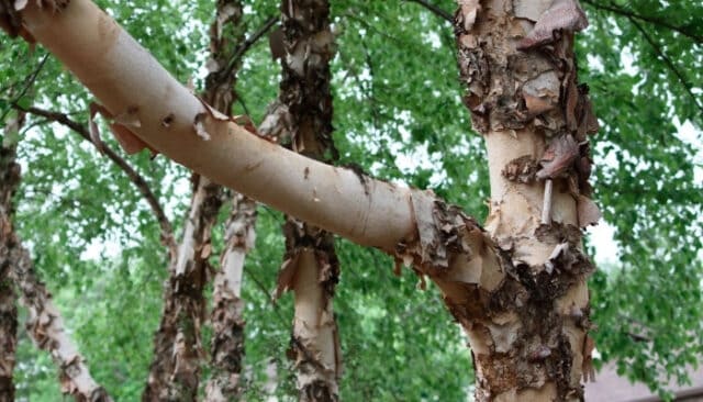 Trees With Shaggy Bark: 12 Examples & Identification Guide