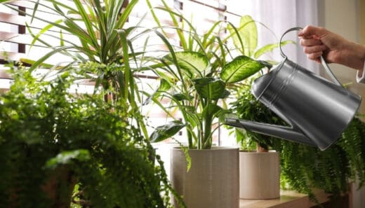How To Dechlorinate Water for Plants - 2 Fast, Easy Methods