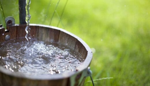 How To Dechlorinate Water for Plants - 2 Fast, Easy Methods