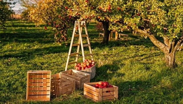 Should You Plant Mint Under Apple Trees? The Surprising Answer