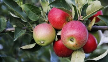 Using Neem Oil on Apple Trees: Why, When & How To Use It