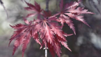 Maple Trees With Purple Leaves - 14 Gorgeous Varieties
