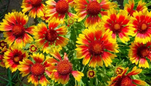 Zone 9 Plants - 12 Perennial & Annual Picks Sure To Please