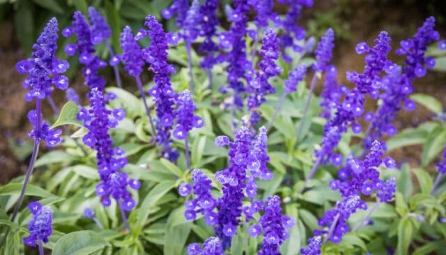 Zone 9 Plants - 12 Perennial & Annual Picks Sure To Please
